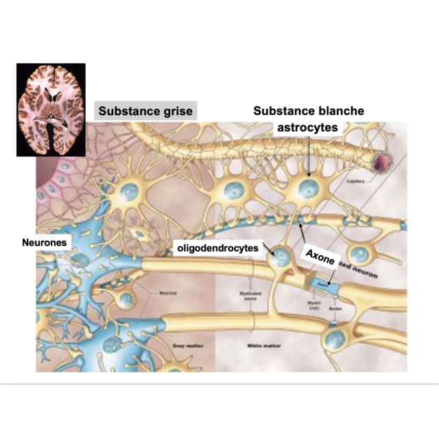 substance blanche - Fondation AP-HP